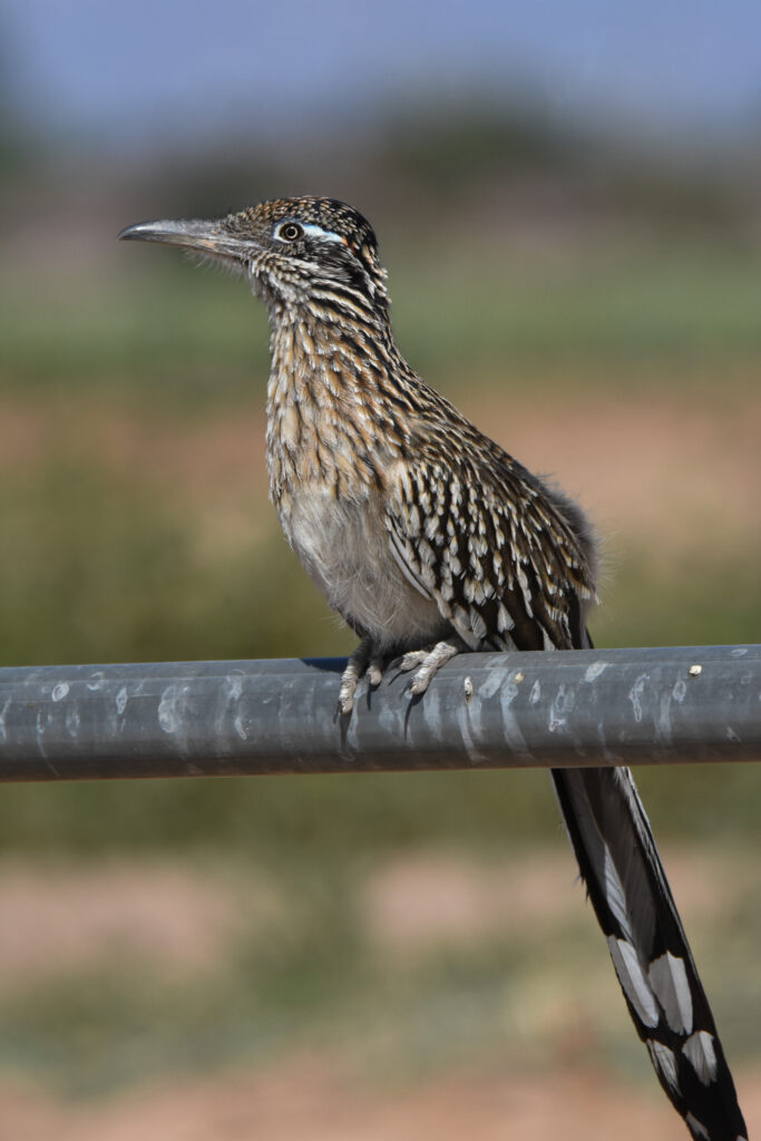 Wiley Coyotes and Resolute Roadrunners – Arizona Vacation Home Rentals