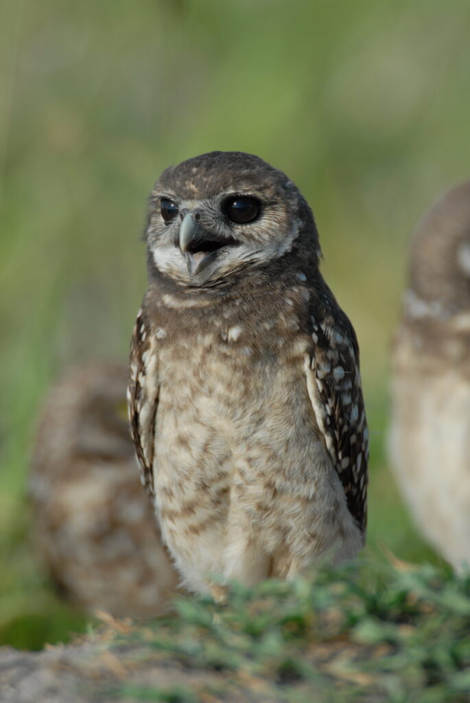 Don’t Miss Our Burrowing Owls – Arizona Vacation Home Rentals