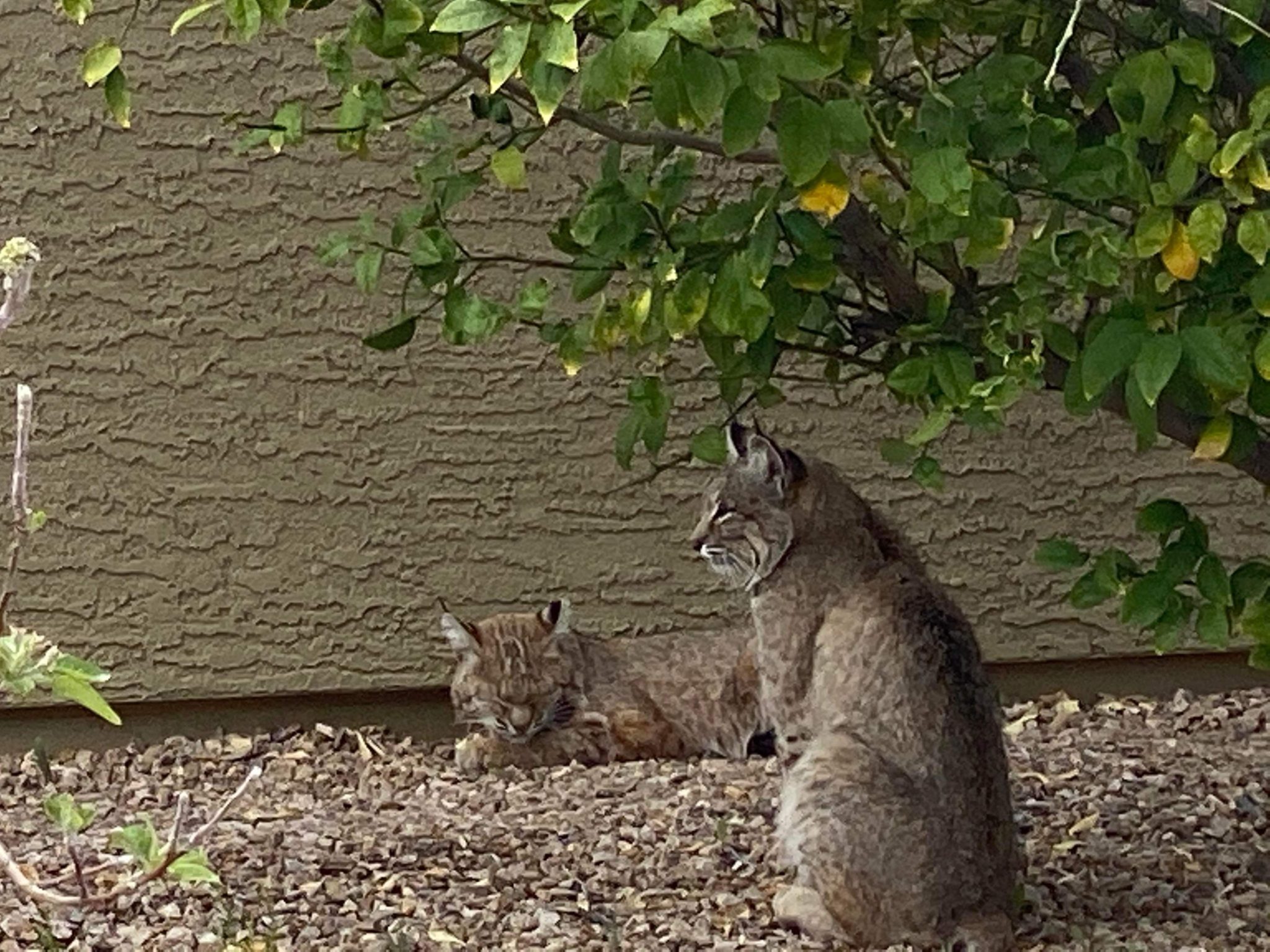 Bobcats in Our Backyards - Arizona Vacation Home Rentals